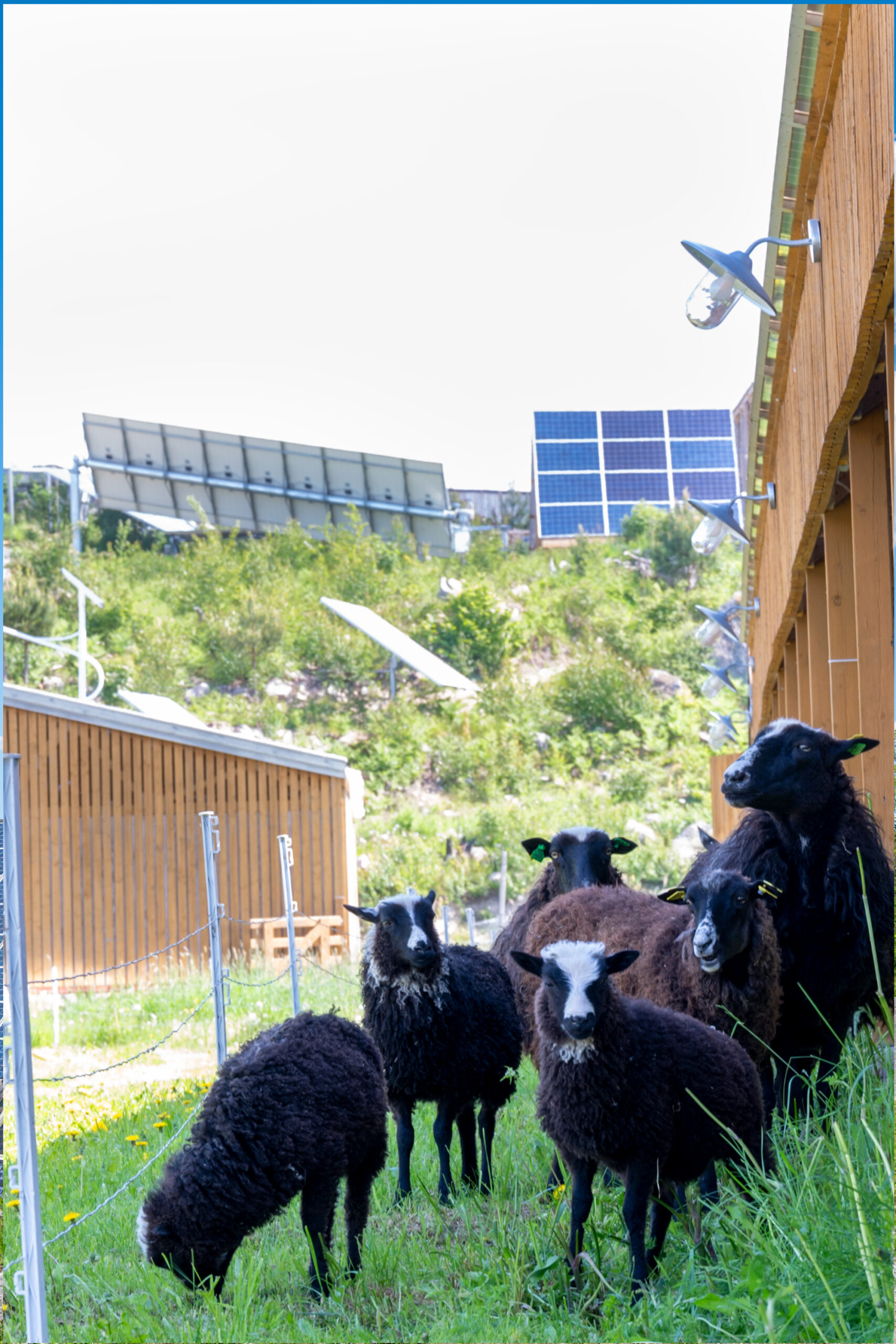 Hur bra funkar solföljare och växthus med integrerade solceller ...