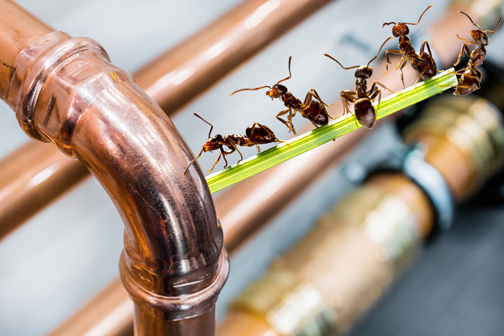 Myror hittar kortaste vägen för rörstråken - VVS-Forum