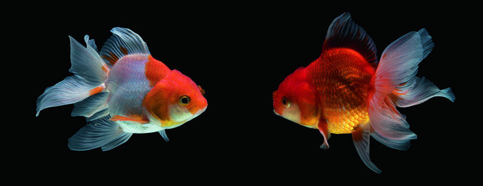 Guldfiskarna i talkshow - VVS-Forum